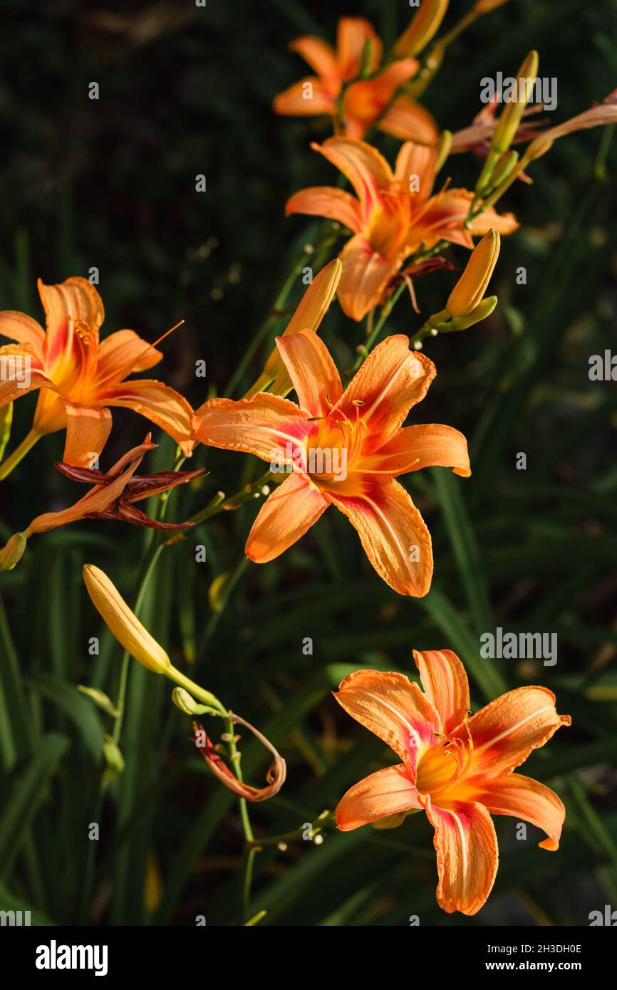 Orange Daylily ; Scientific Name: Hemerocallis Fulva Stock Photo - Alamy