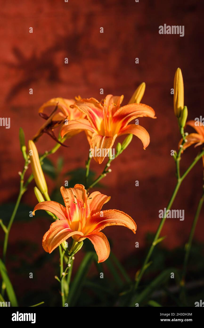 Orange Daylily ; Scientific Name: Hemerocallis Fulva Stock Photo - Alamy