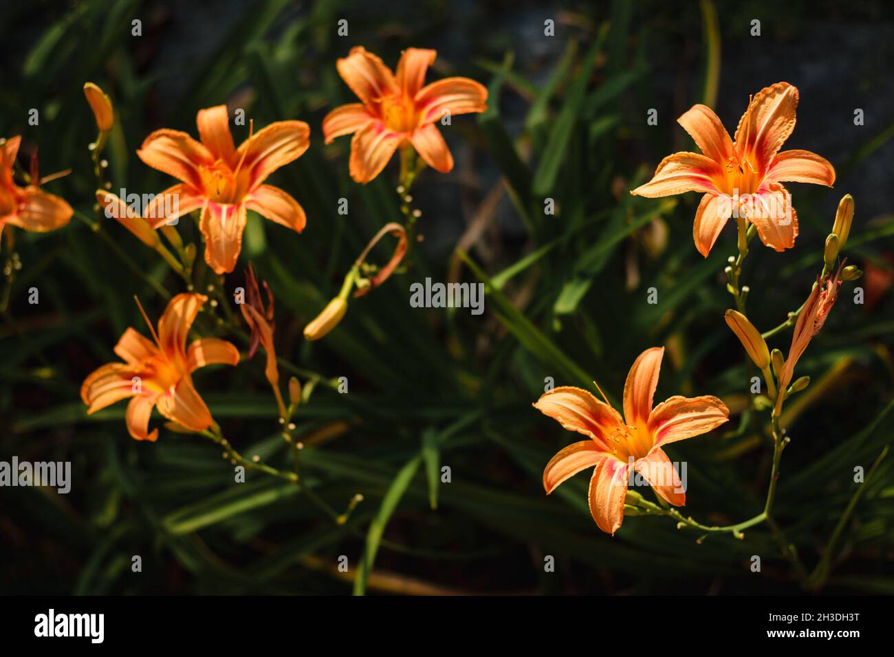 Orange Daylily ; Scientific Name: Hemerocallis Fulva Stock Photo - Alamy