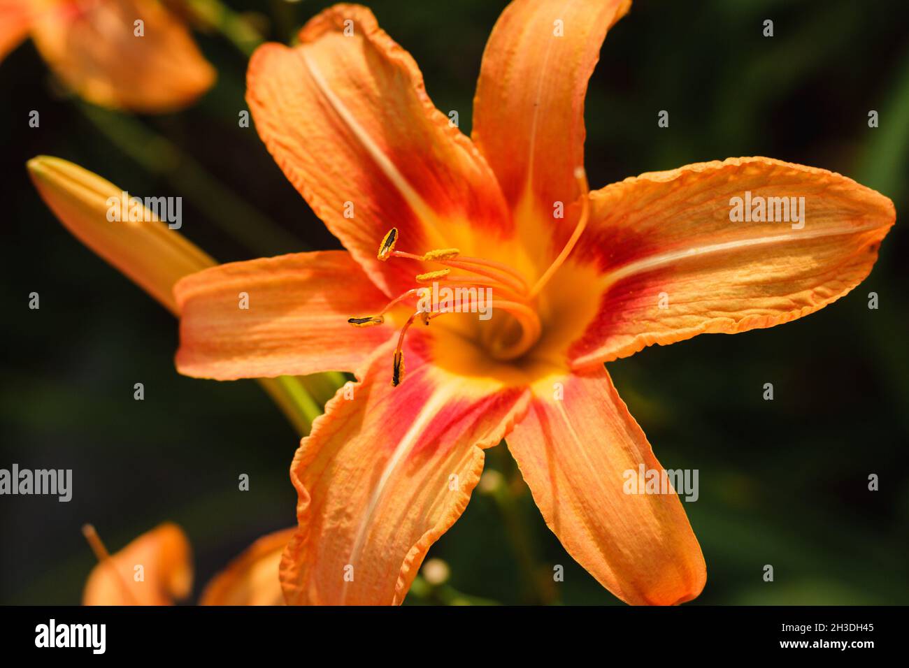 Orange Daylily ; Scientific Name: Hemerocallis Fulva Stock Photo - Alamy