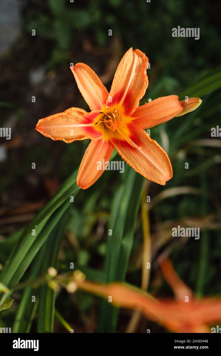 Orange Daylily ; Scientific Name: Hemerocallis Fulva Stock Photo - Alamy