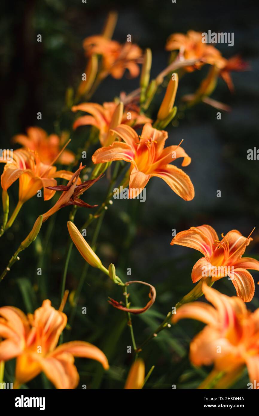 Orange Daylily ; Scientific Name: Hemerocallis Fulva Stock Photo - Alamy
