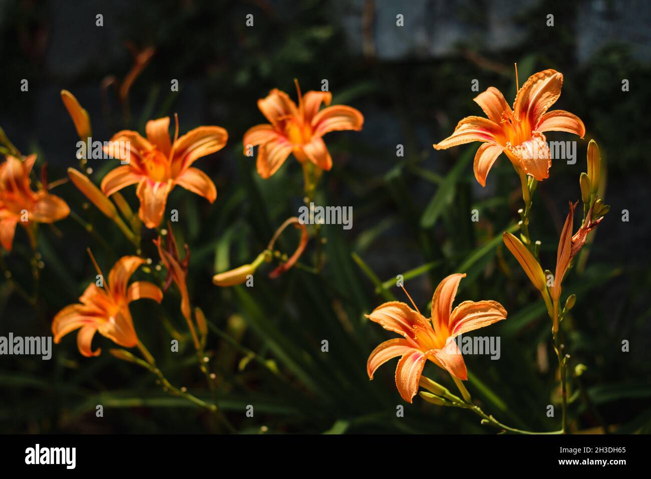 Orange Daylily ; Scientific Name: Hemerocallis Fulva Stock Photo - Alamy
