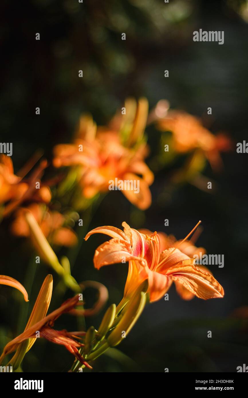 Orange Daylily ; Scientific Name: Hemerocallis Fulva Stock Photo - Alamy