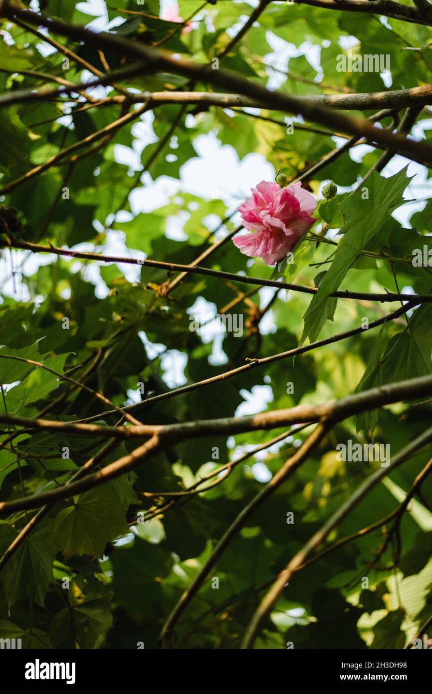 Confederate Rose Tree Stock Photo - Alamy