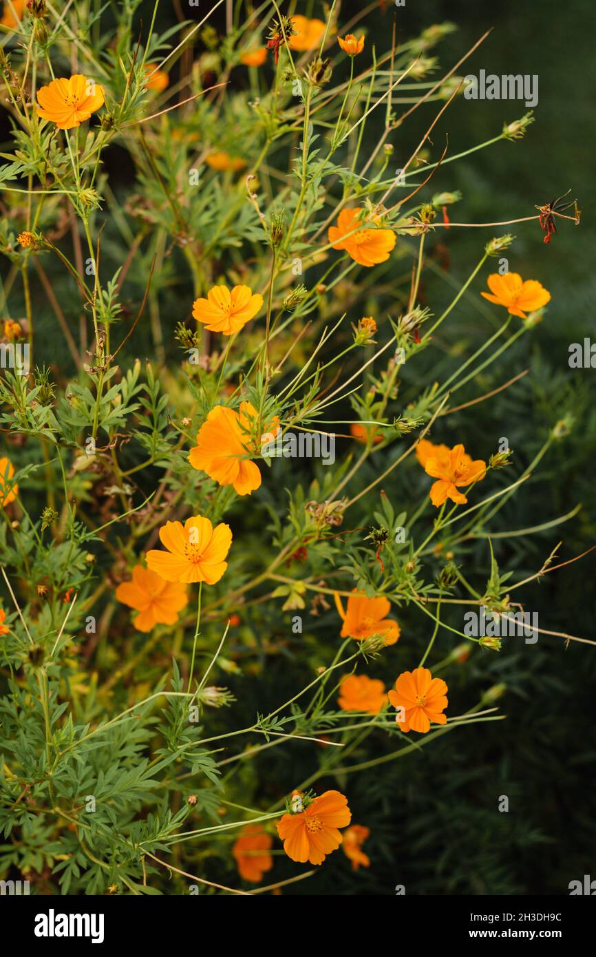 Sulphur flower hi-res stock photography and images - Alamy