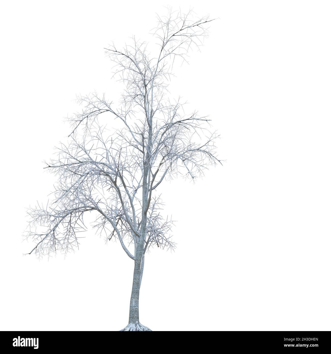 3D illustration winter tree under the snow isolated on white background ...