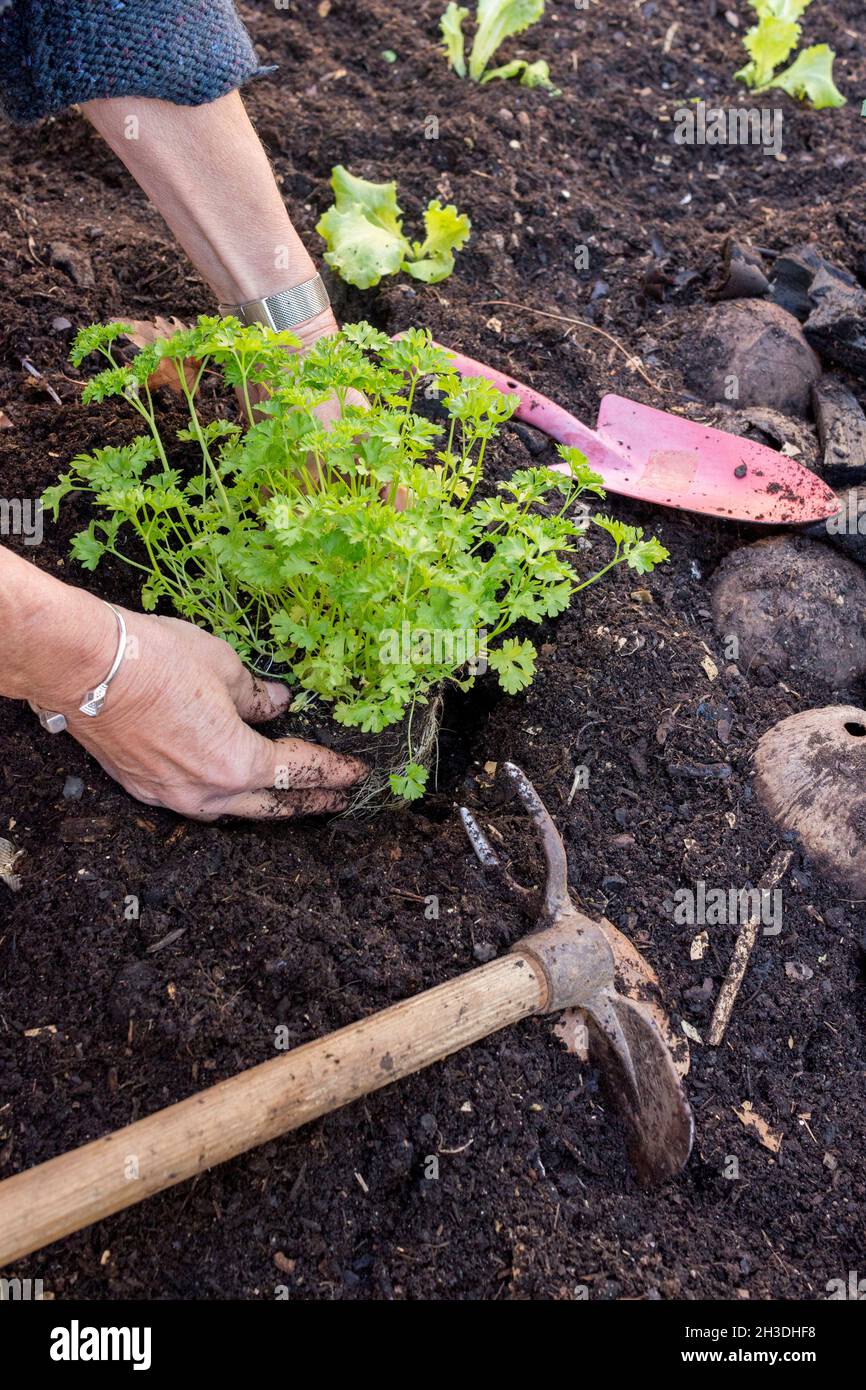Planting parsley in a wooden planter Stock Photo - Alamy