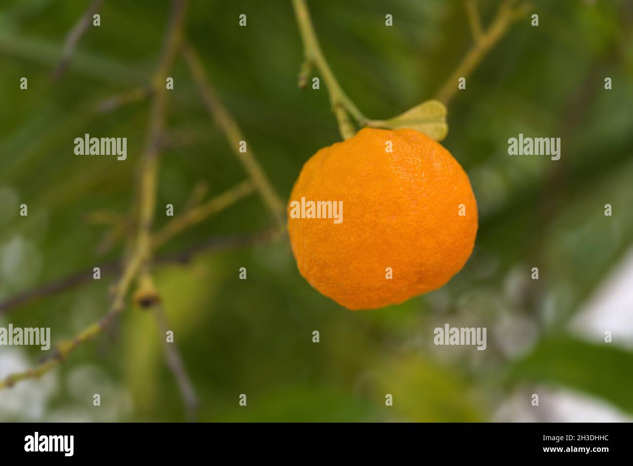 Clementine harvest hi-res stock photography and images - Alamy