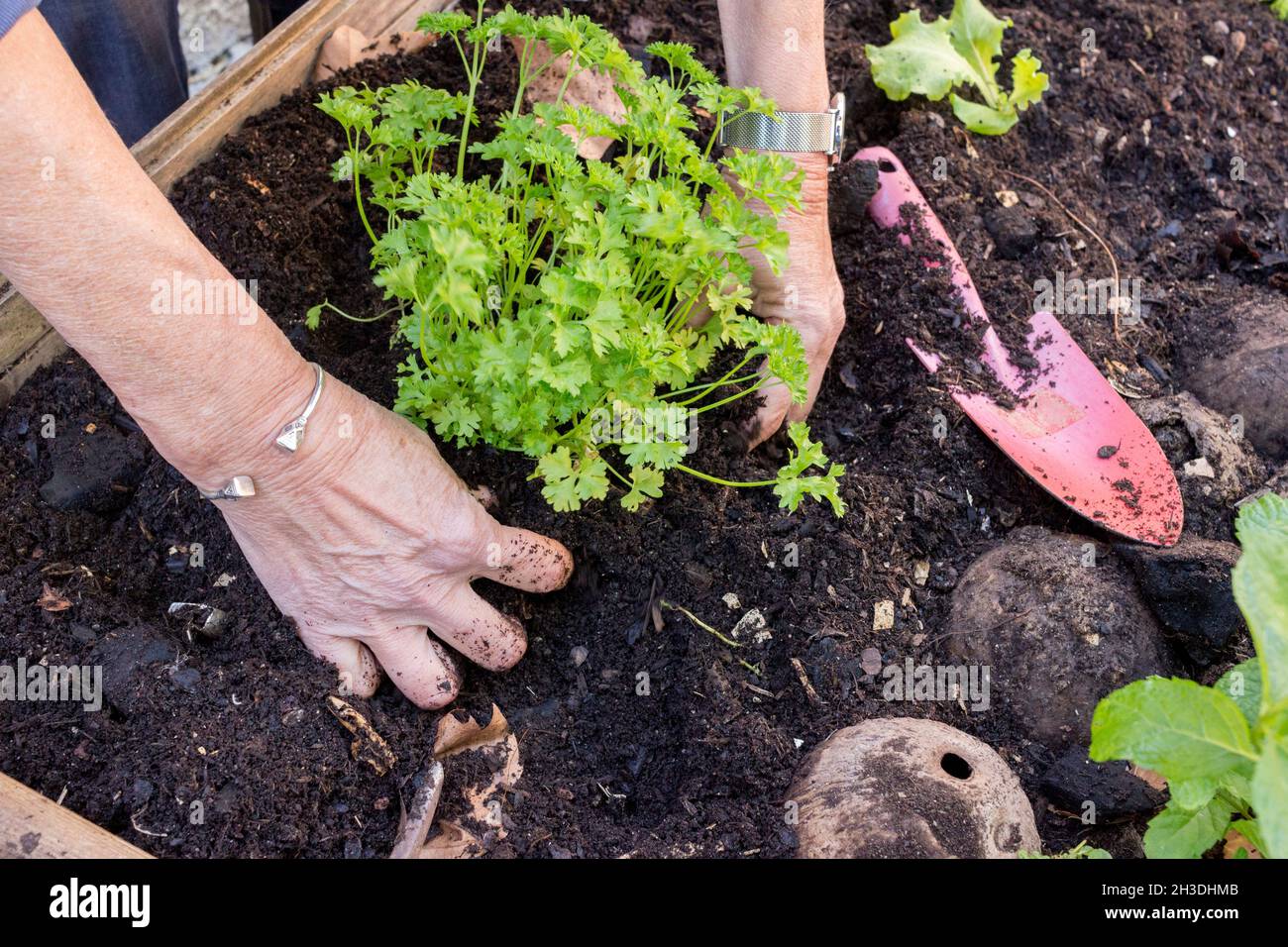 Planting parsley in a wooden planter Stock Photo - Alamy