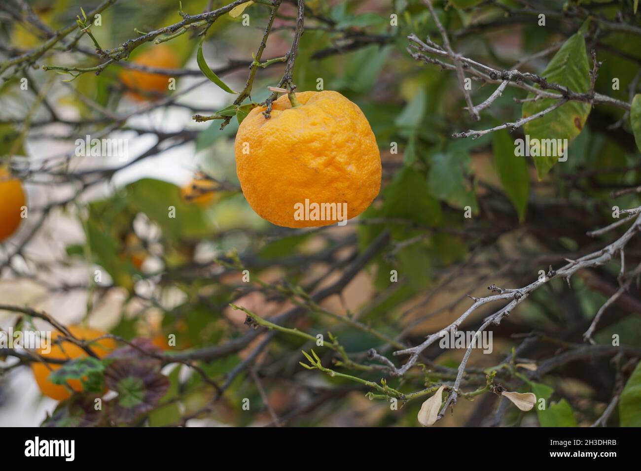 Clementine flower hi-res stock photography and images - Alamy