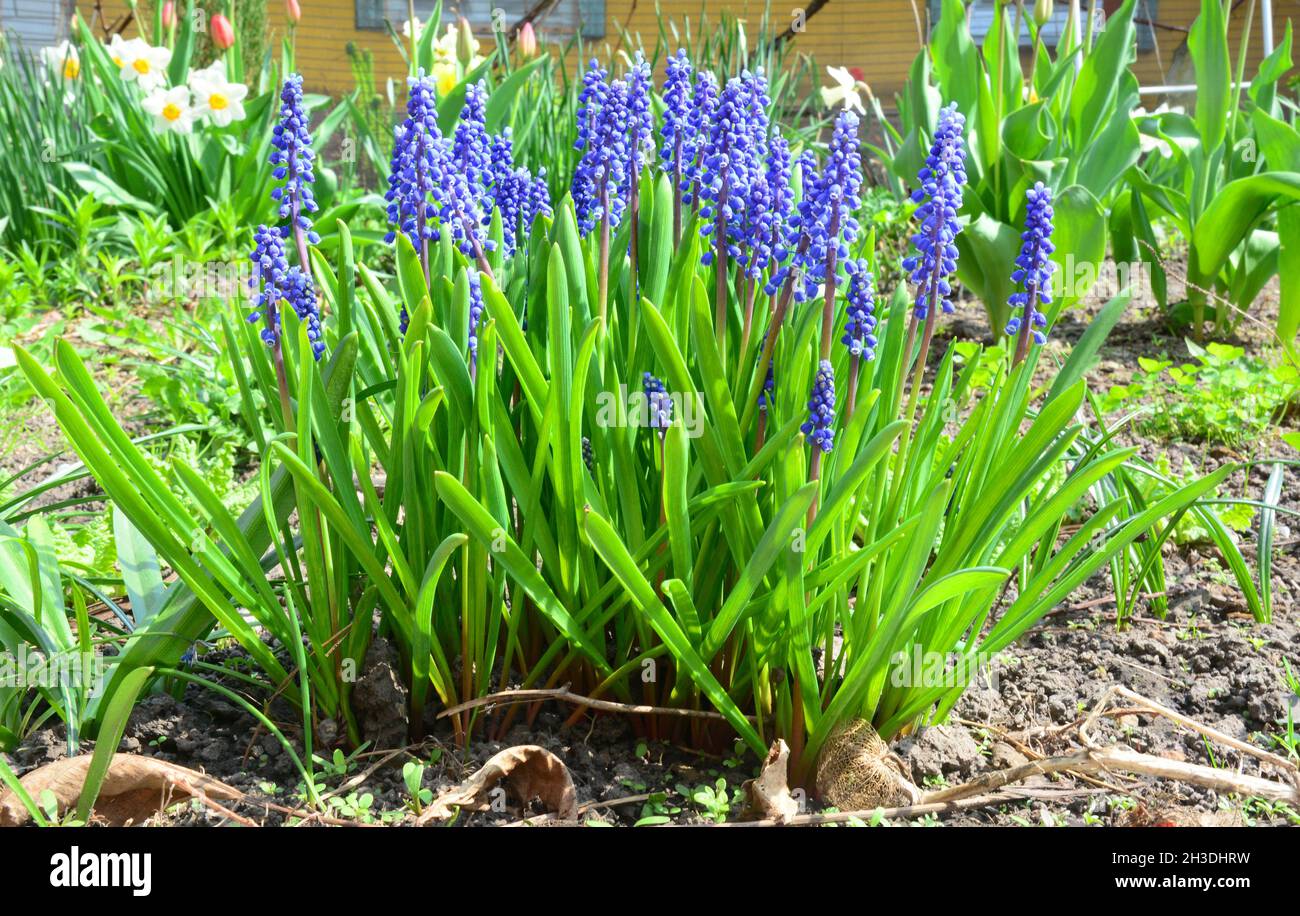 Grape hyacinth flowers. Blue muscari flowers (Grape hyacinth) in the ...