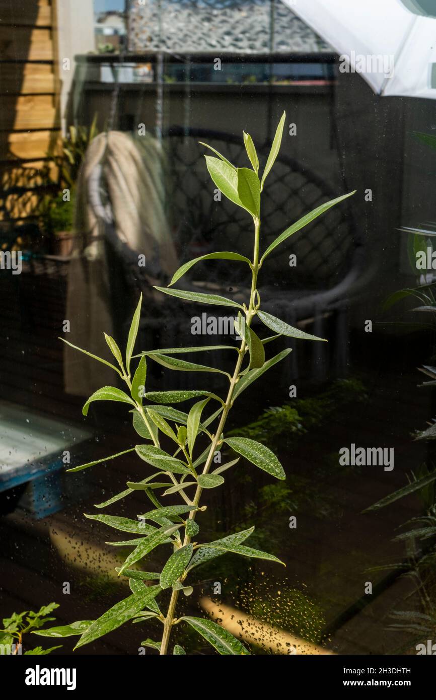Branch of a small olive tree next to a window of a terrace of an attic ...