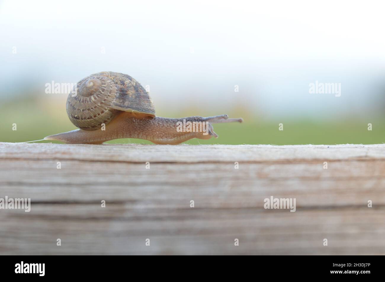 Land lumaca hi-res stock photography and images - Alamy