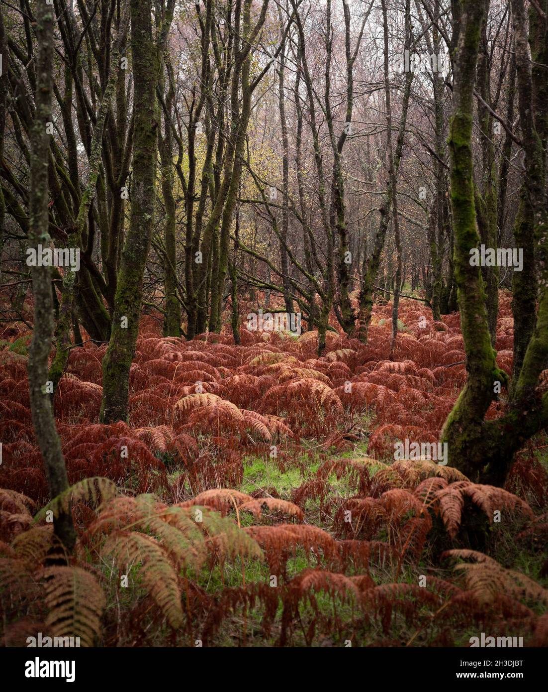 Brown ferns, Trossachs, Scotland Stock Photo - Alamy