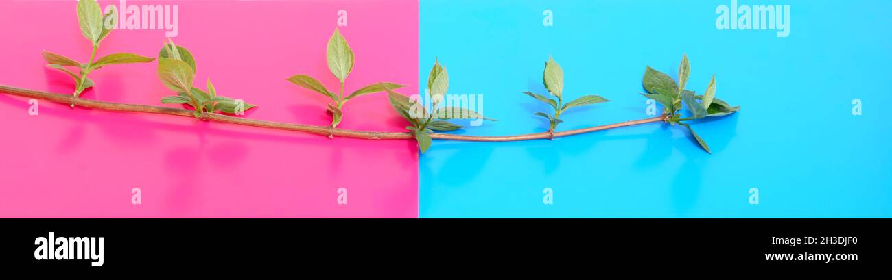 Beautiful tree branch on colorful background Stock Photo - Alamy