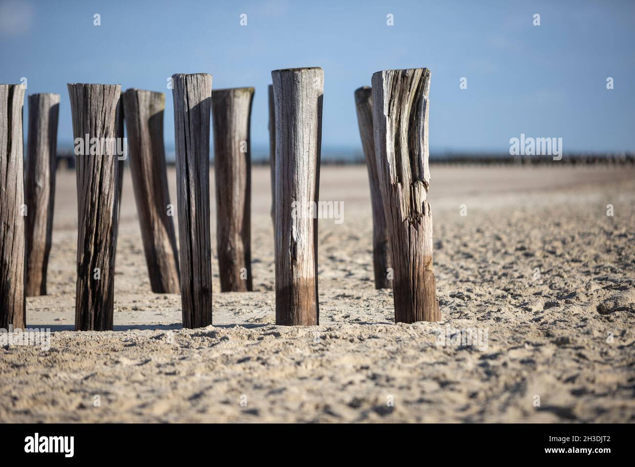Logs in the sand as water protection on a beach in Domburg, Netherlands ...