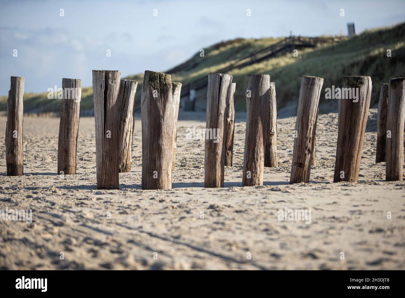 Logs in the sand as water protection on a beach in Domburg, Netherlands ...