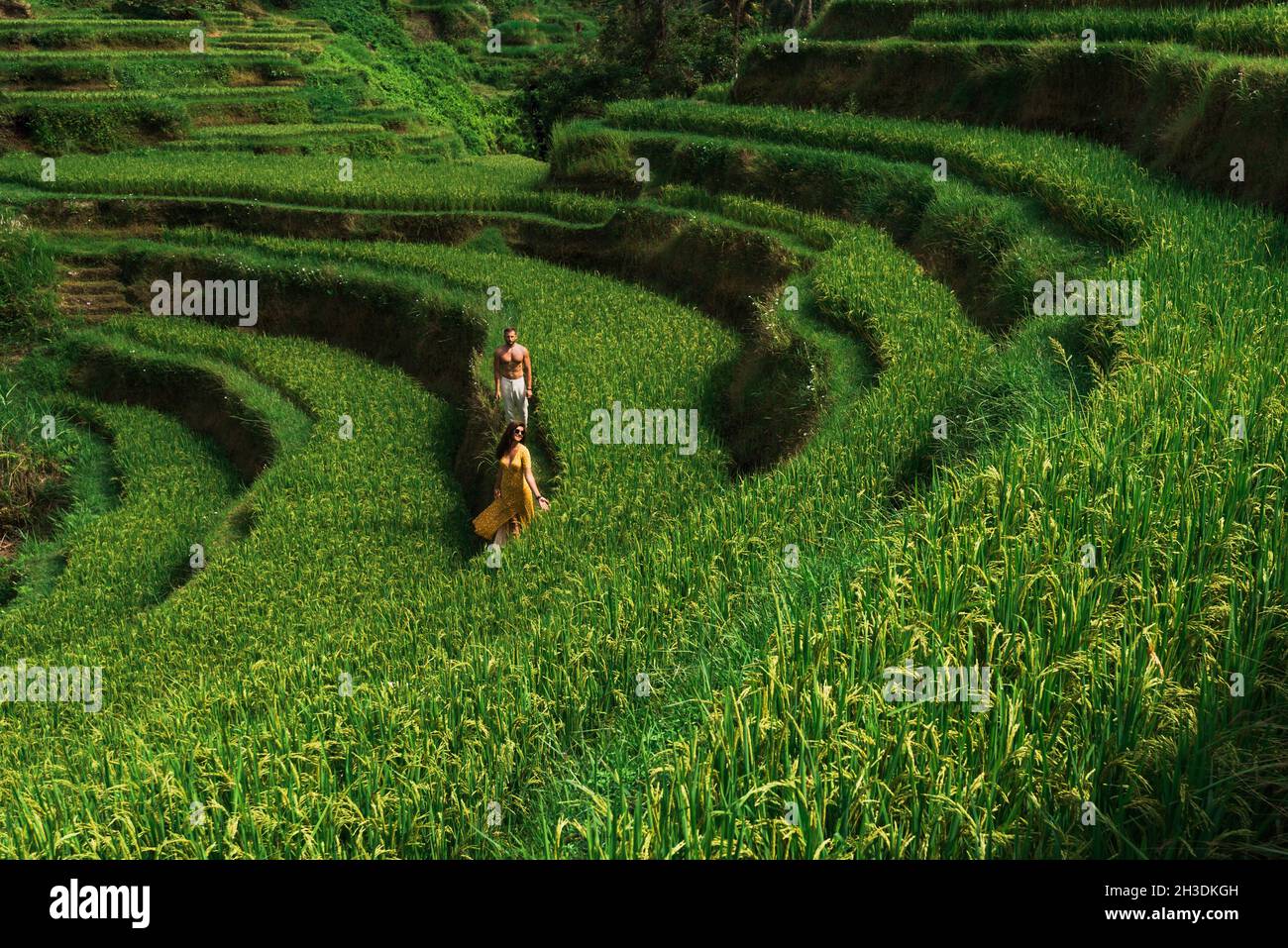 Rice terraces india hi-res stock photography and images - Alamy