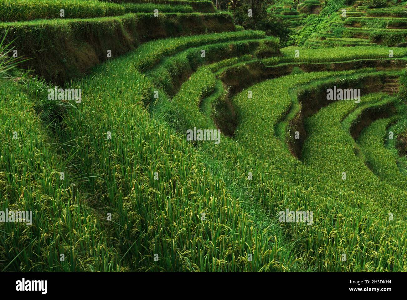 Field in terraces hi-res stock photography and images - Alamy