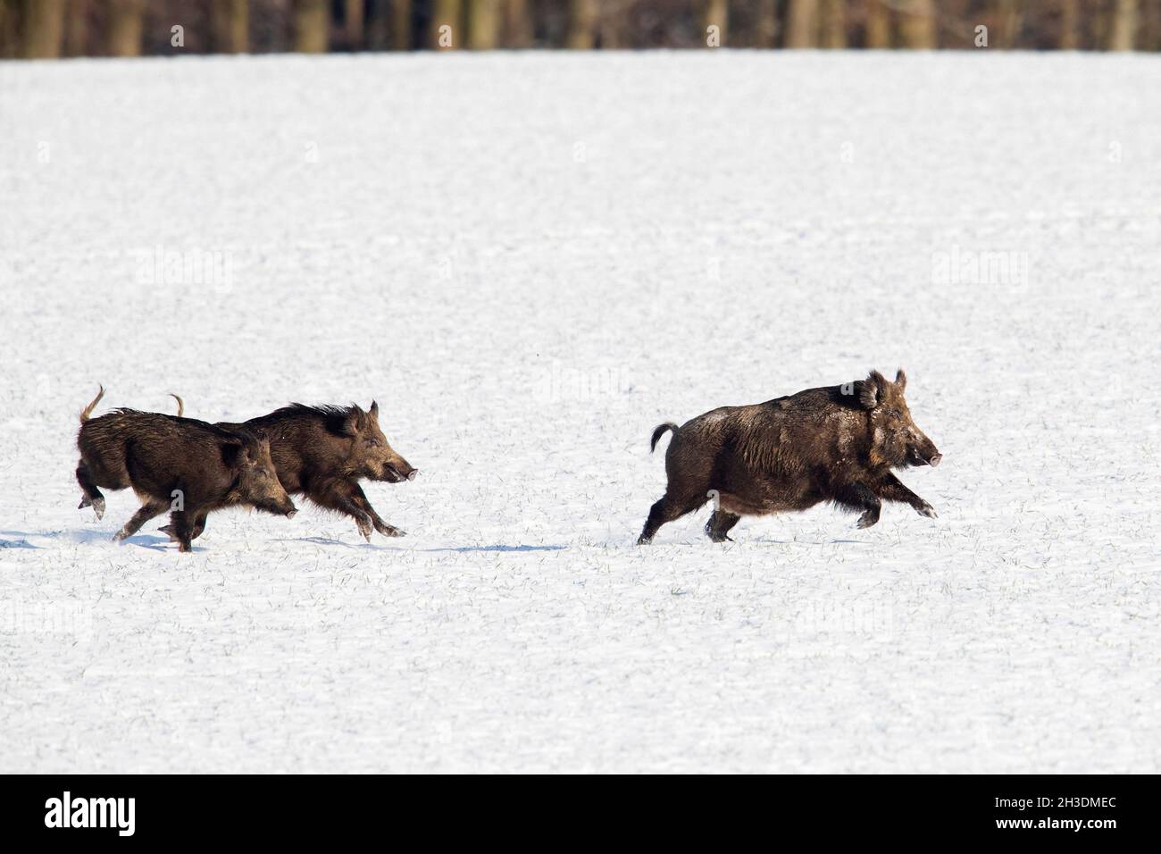 Wild boar (Sus scrofa) sow with two juvenile pigs fleeing / running ...