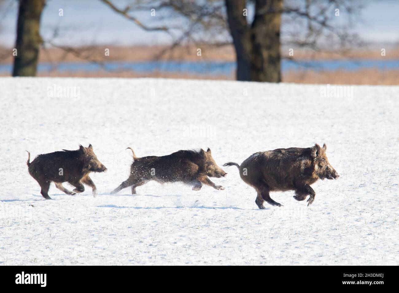 Wild boar (Sus scrofa) sow with two juvenile pigs fleeing / running ...
