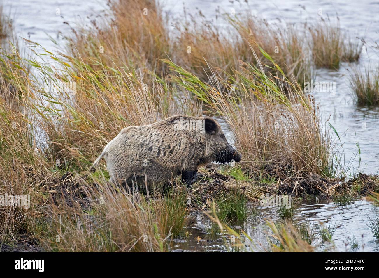 Solitary wild boar (Sus scrofa) male in shallow water foraging in ...