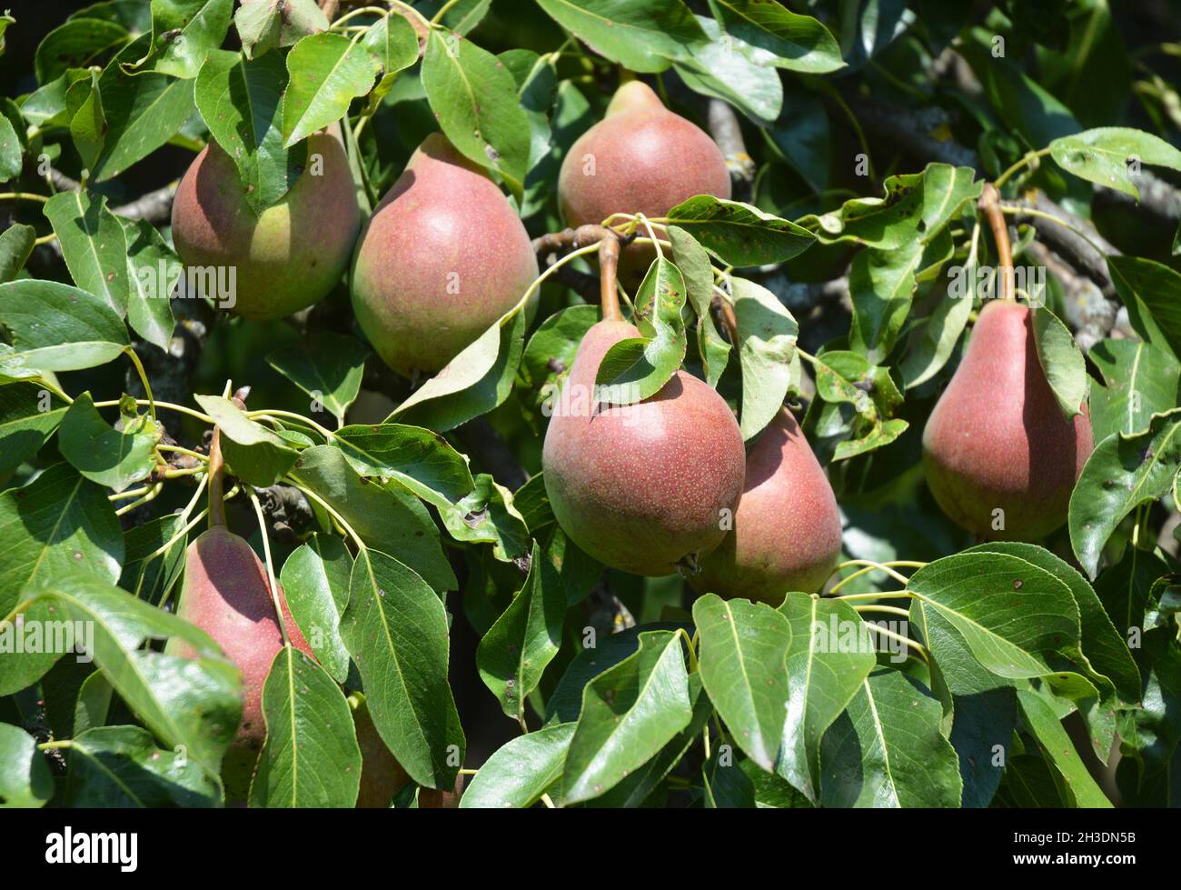 Pears: planting, growing, and harvesting pears. Growing juicy fresh ...