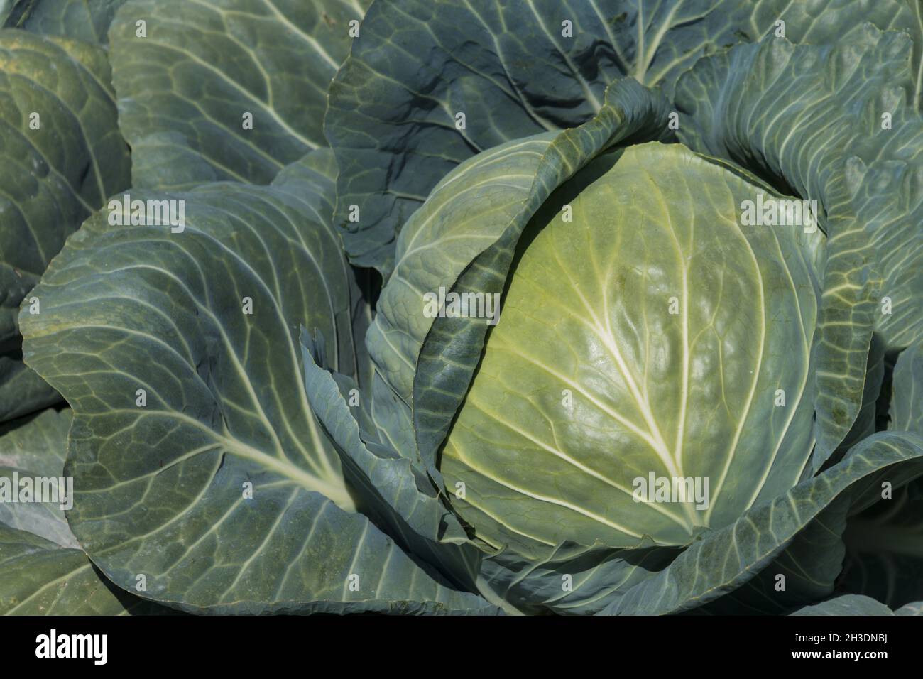 big mature cabbage head with big leaves just before harvest in a field ...