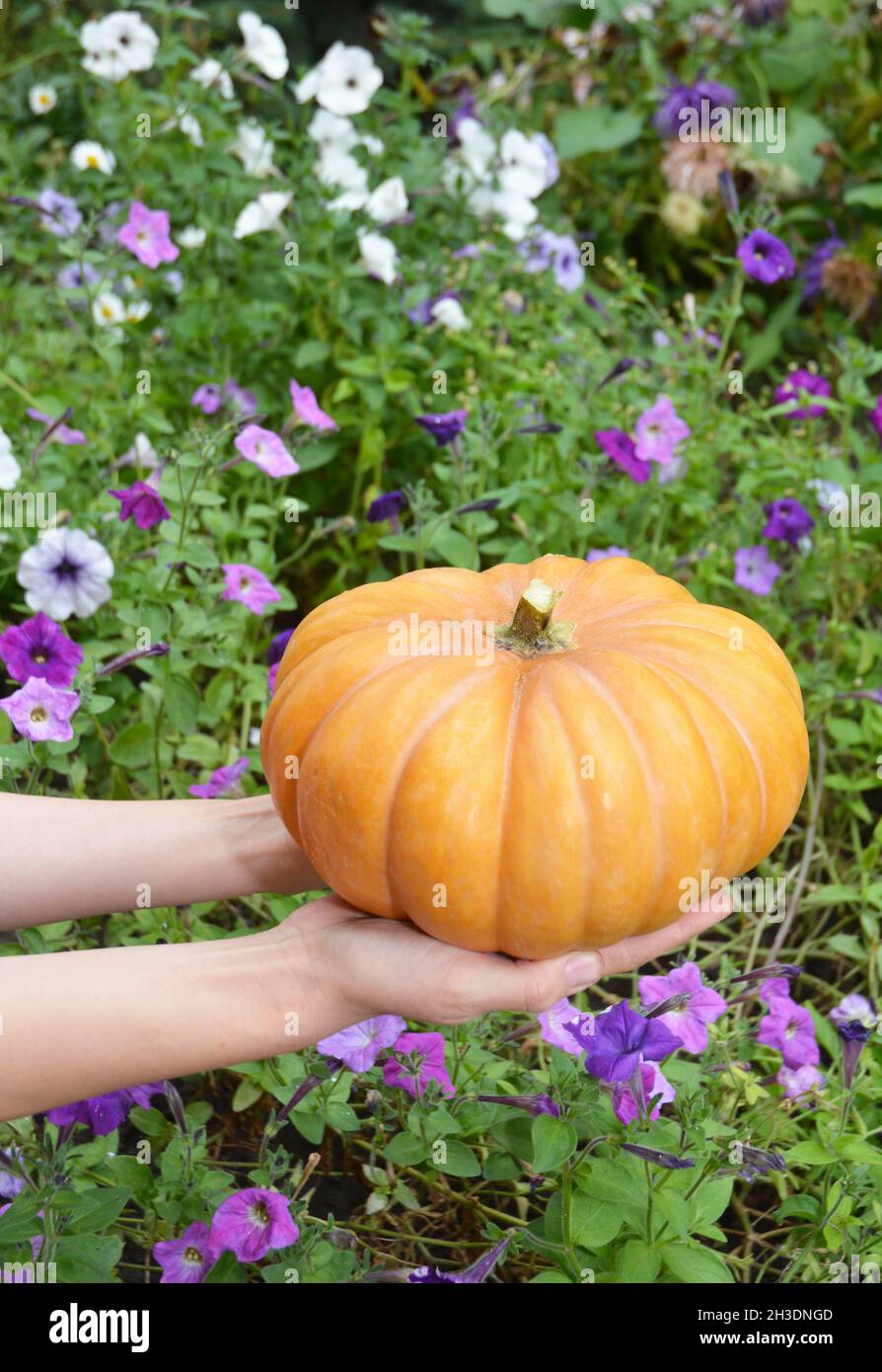 Hands holding pumpkin hi-res stock photography and images - Alamy