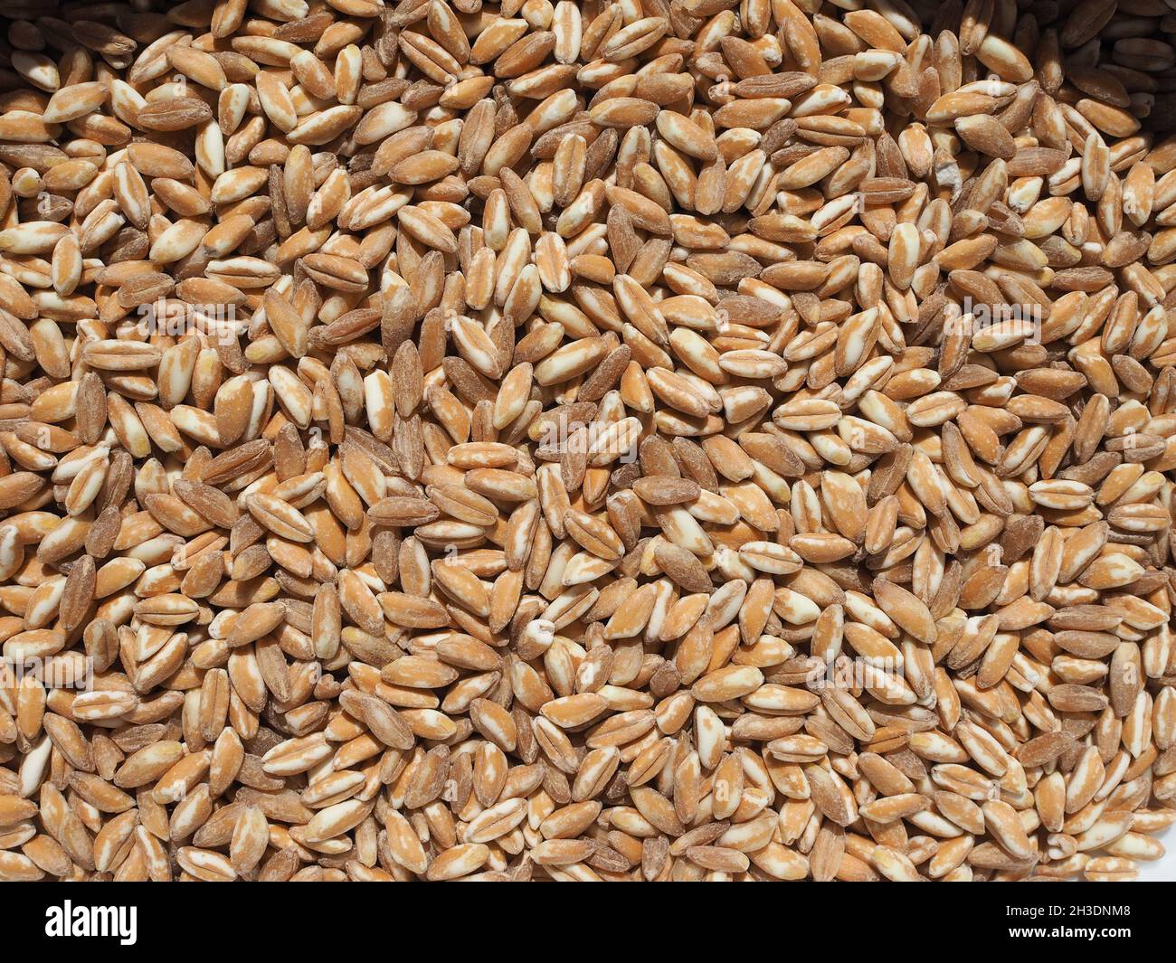 emmer wheat (aka hulled wheat) cereals food Stock Photo - Alamy