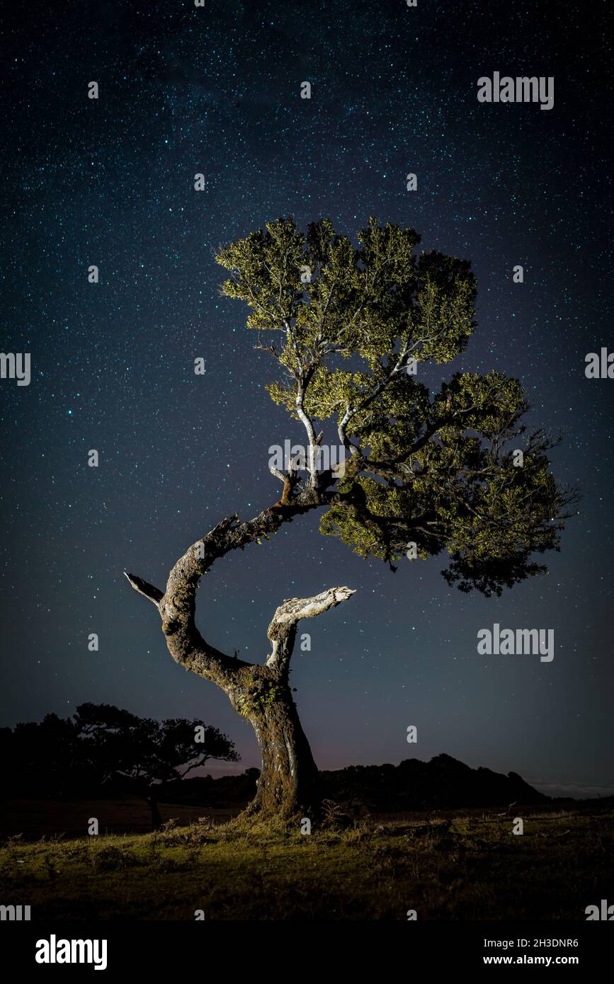 Single small tree in the field under the night starry sky in Madeira ...
