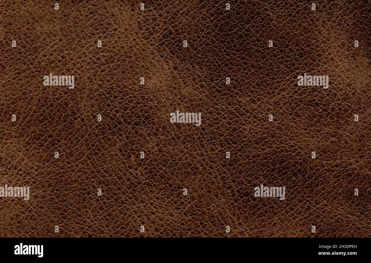 Genuine cowhide texture close up, useful as background for any design ...