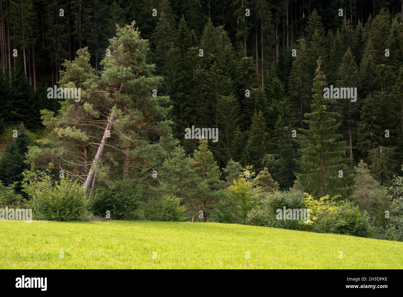 landscape, mountain and houses in vigo di fassa in Trentino Alto Adige ...