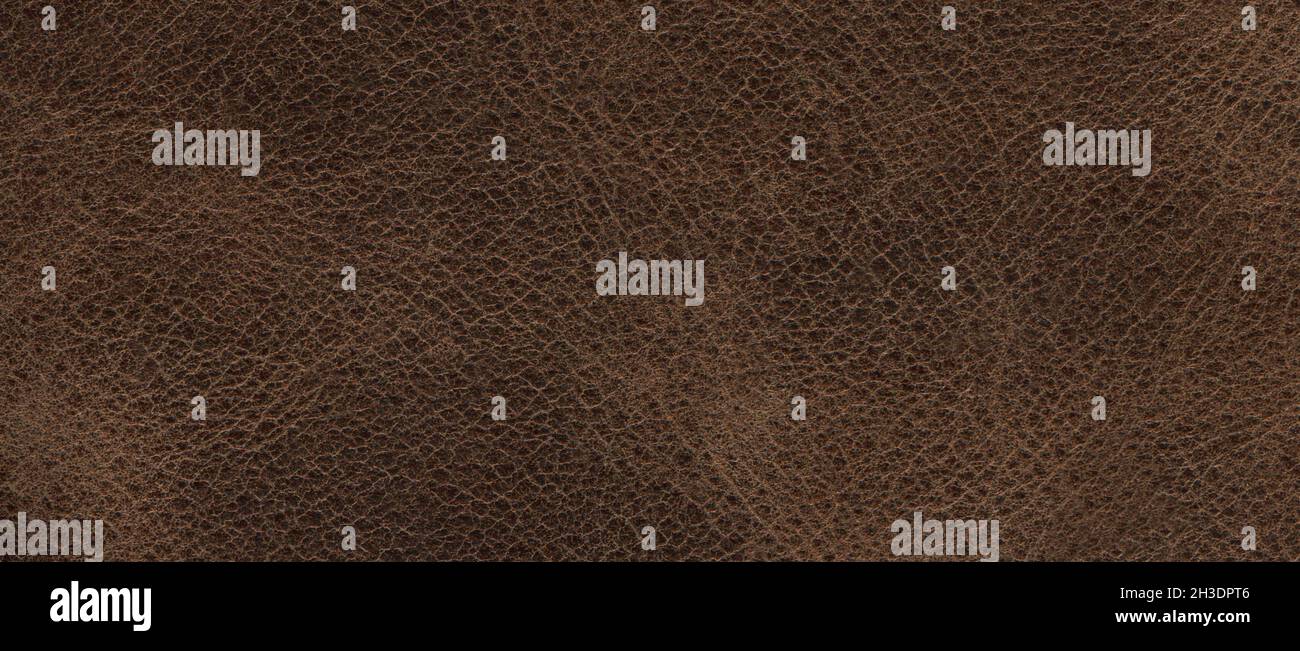 Genuine cowhide texture close up, useful as background for any design ...