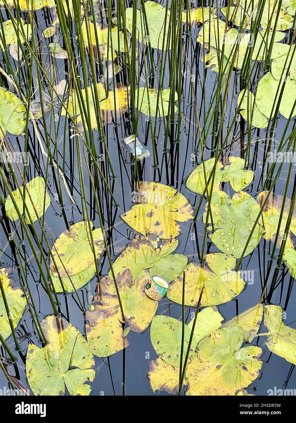 Leaves lotus plants hi-res stock photography and images - Alamy