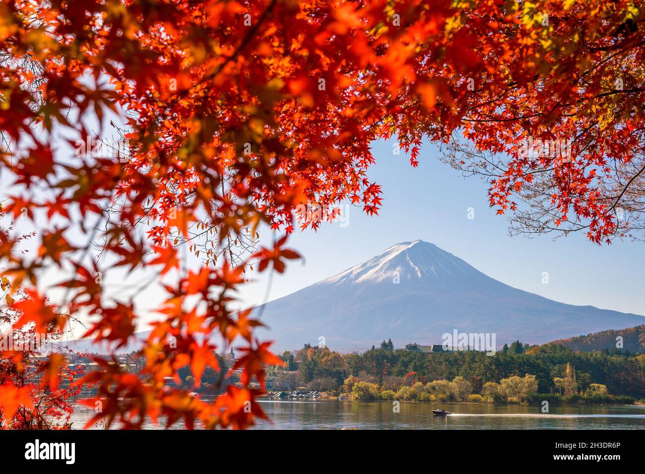 Mt. Fuji in autumn with red maple leaves at Kawaguchigo lake Japan ...