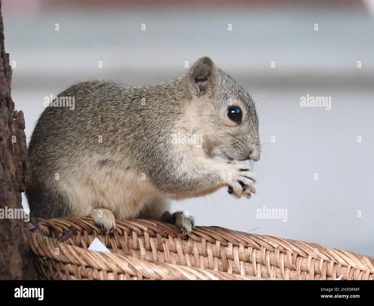 Closeup shot of a squirrel eating a nut outdoors Stock Photo - Alamy