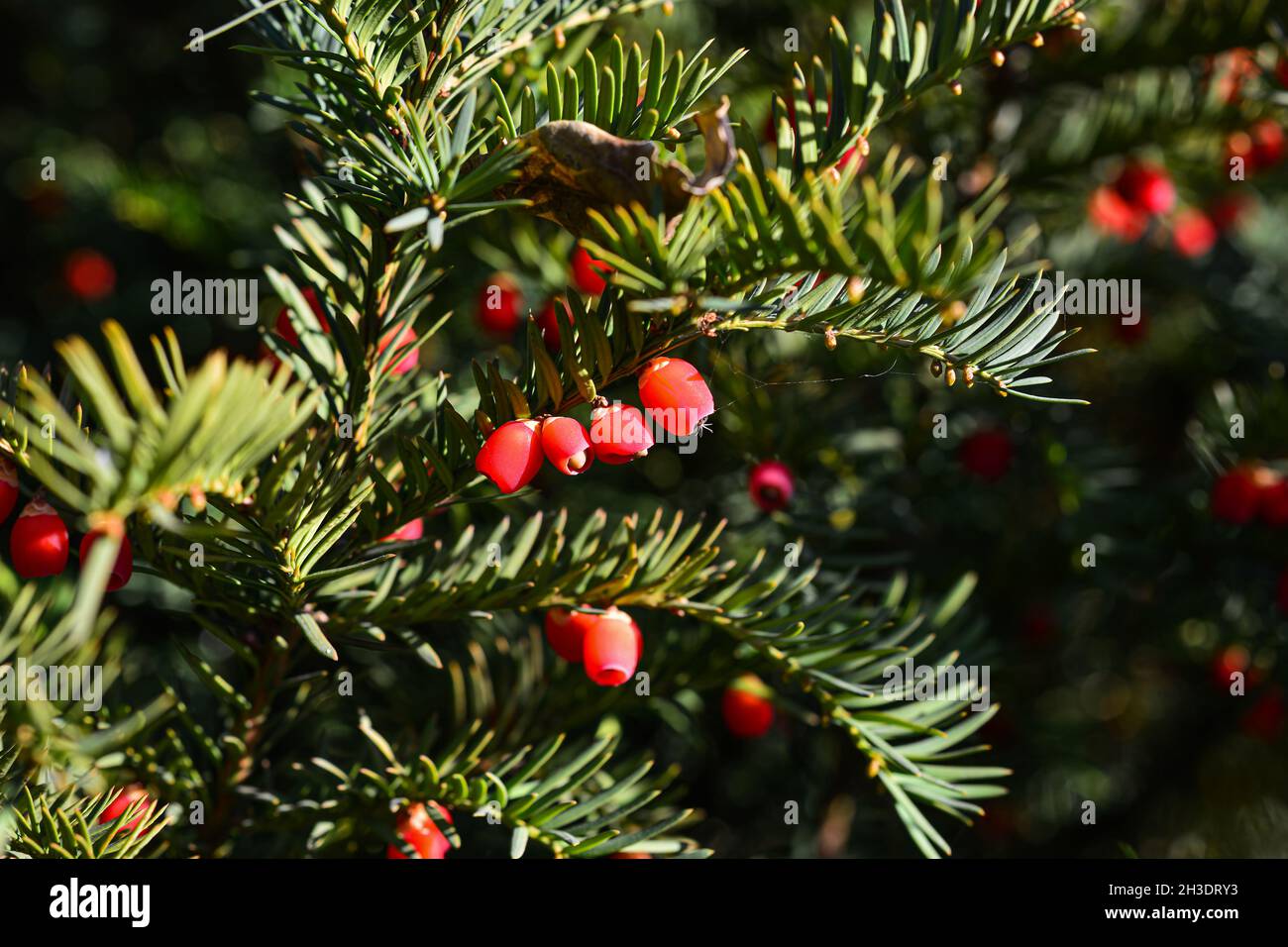 Red berries growing on evergreen yew tree in sunlight, European yew ...