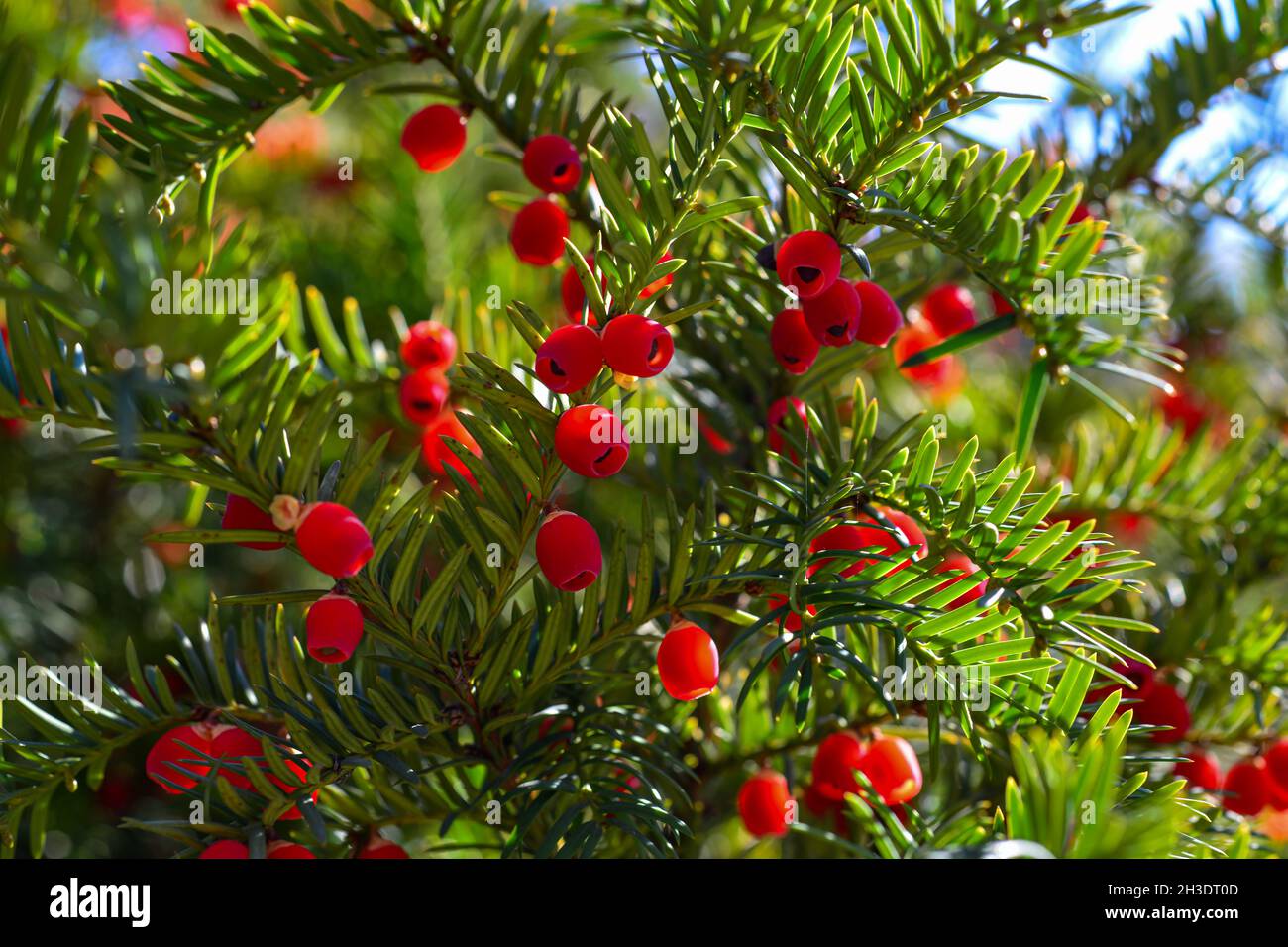 Red berries growing on evergreen yew tree in sunlight, European yew ...