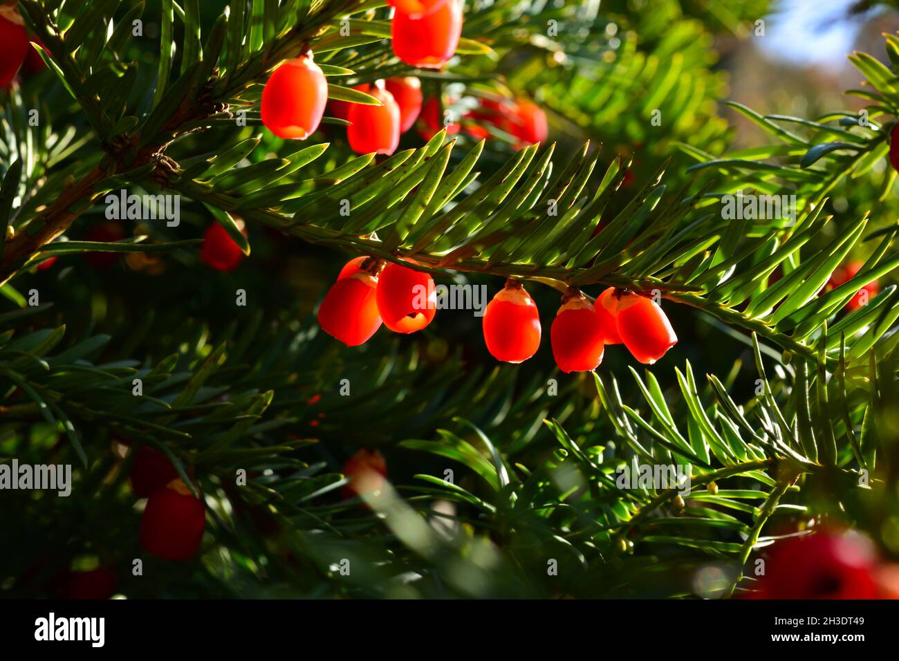 Red berries growing on evergreen yew tree in sunlight, European yew ...