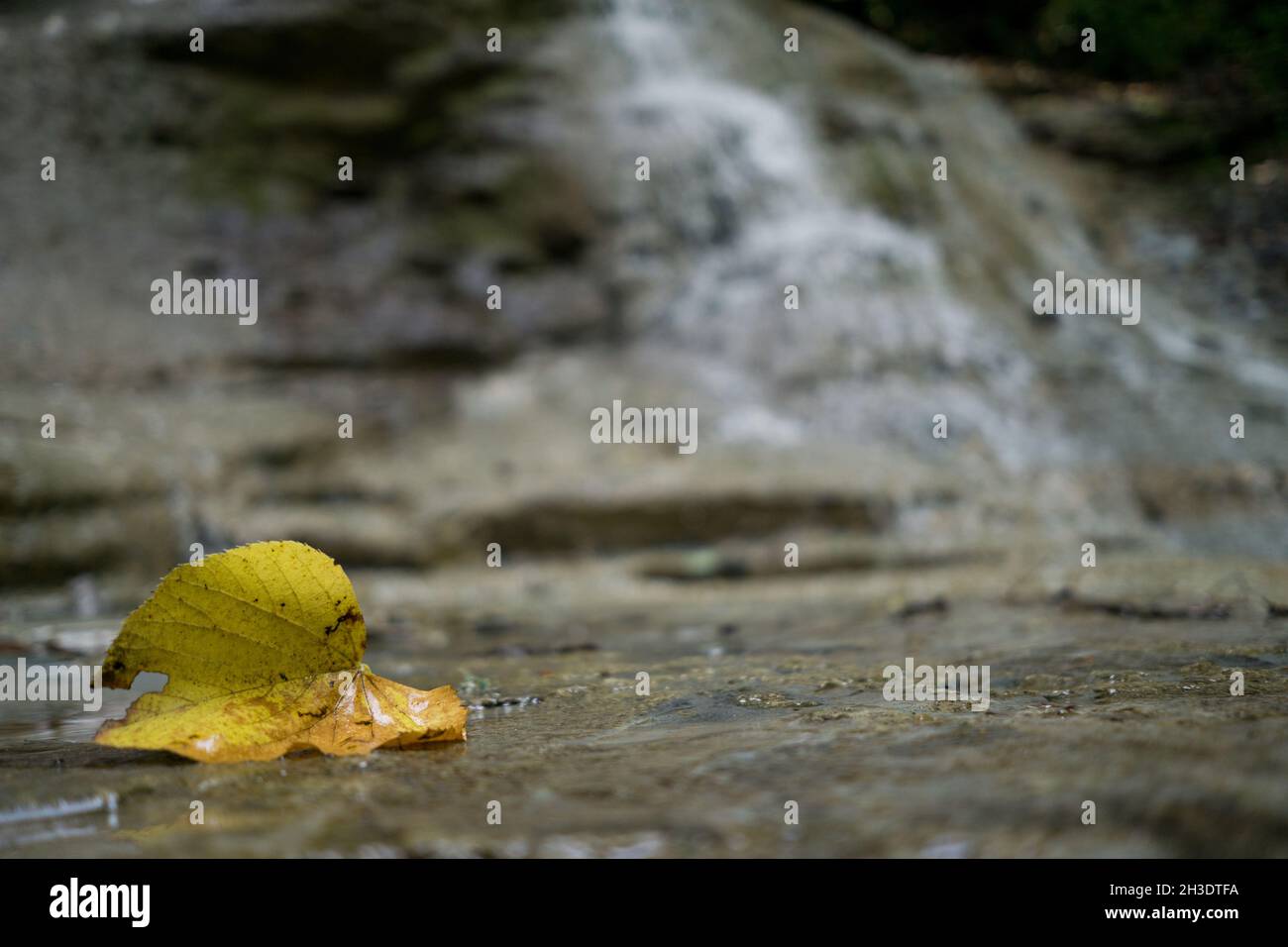Leaf and waterfall Stock Photo - Alamy