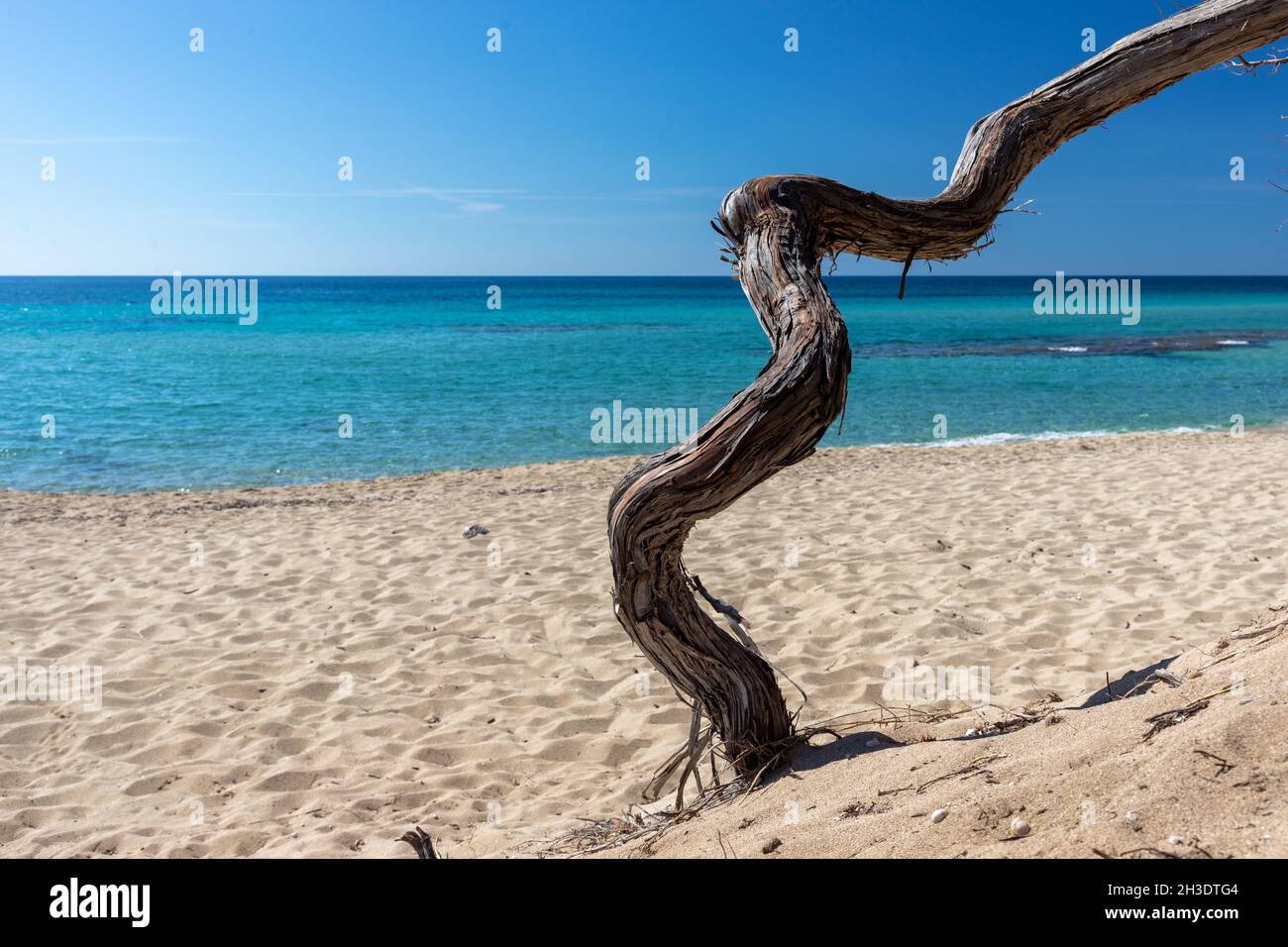View of an old tree on the beautiful beach Stock Photo - Alamy