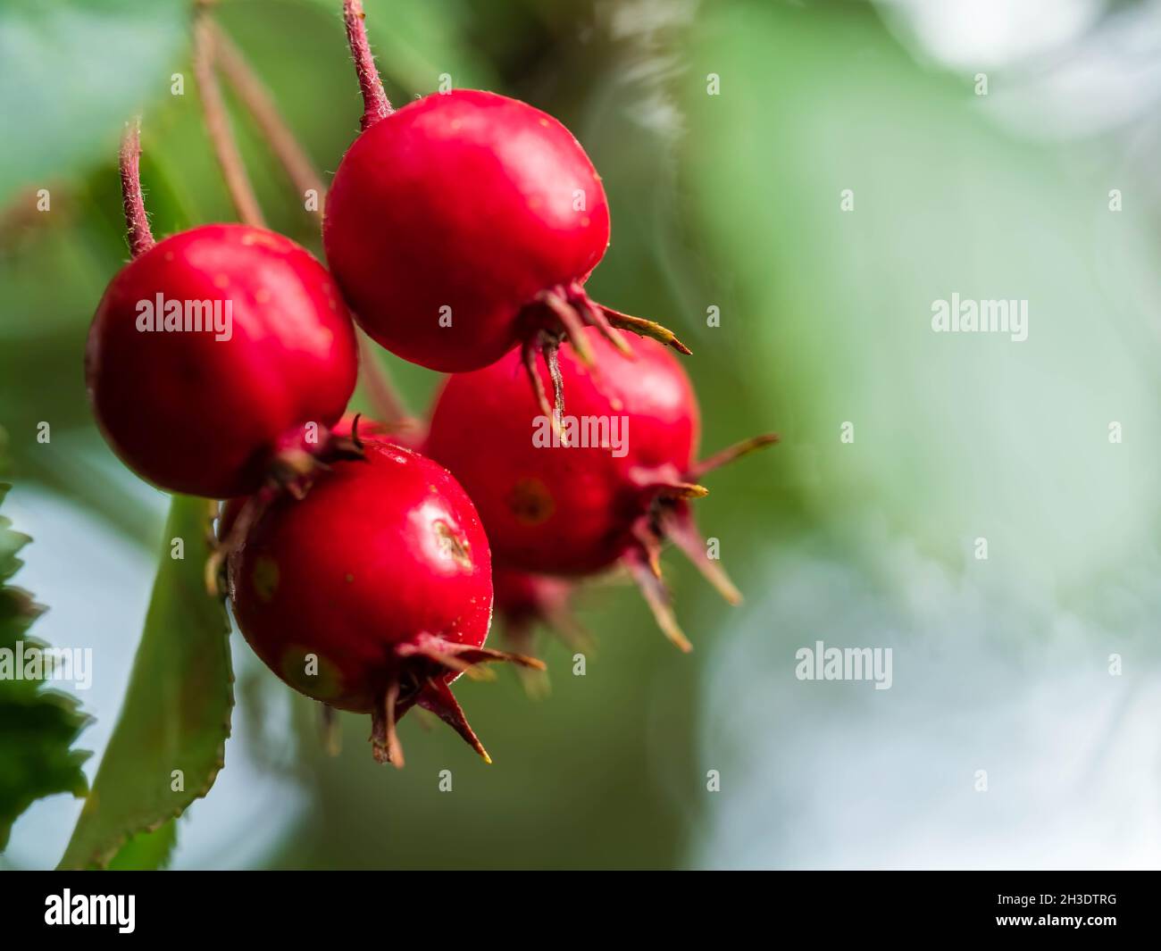 Bright red hawthorn fruits hi-res stock photography and images - Alamy