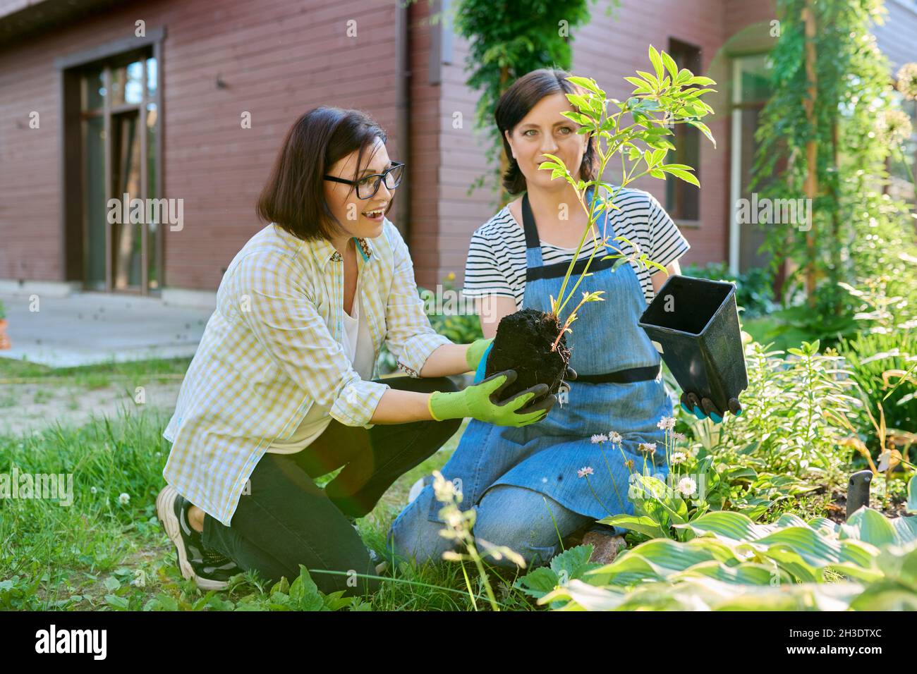 Two women planting a peony plant from a pot in a spring garden Stock ...
