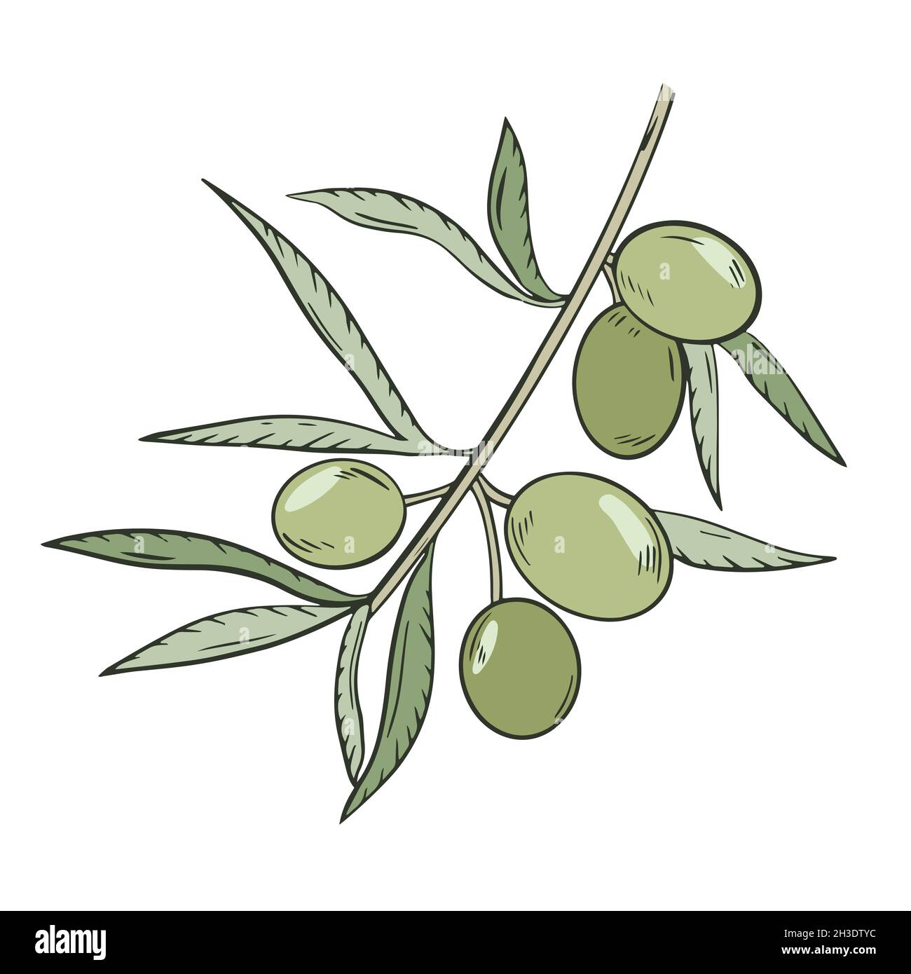 Sprig with olives and leaves, vector illustration Stock Vector Image ...