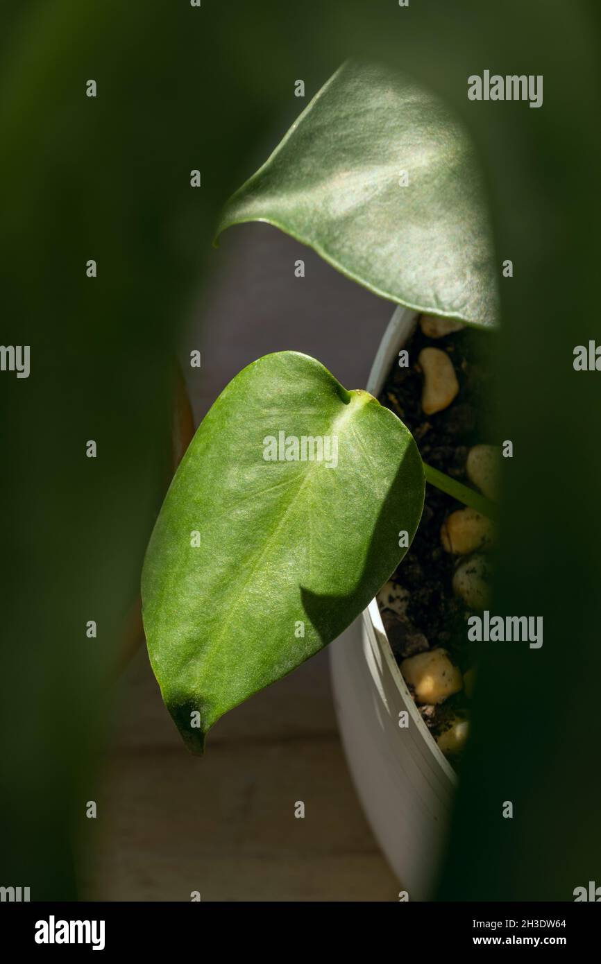 Adam's rib is a very popular plant characterized by large divided green ...