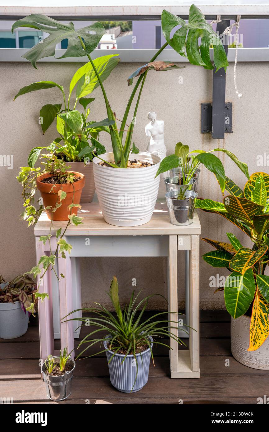 Corner of an urban terrace with all kinds of plants taking a sunbath ...