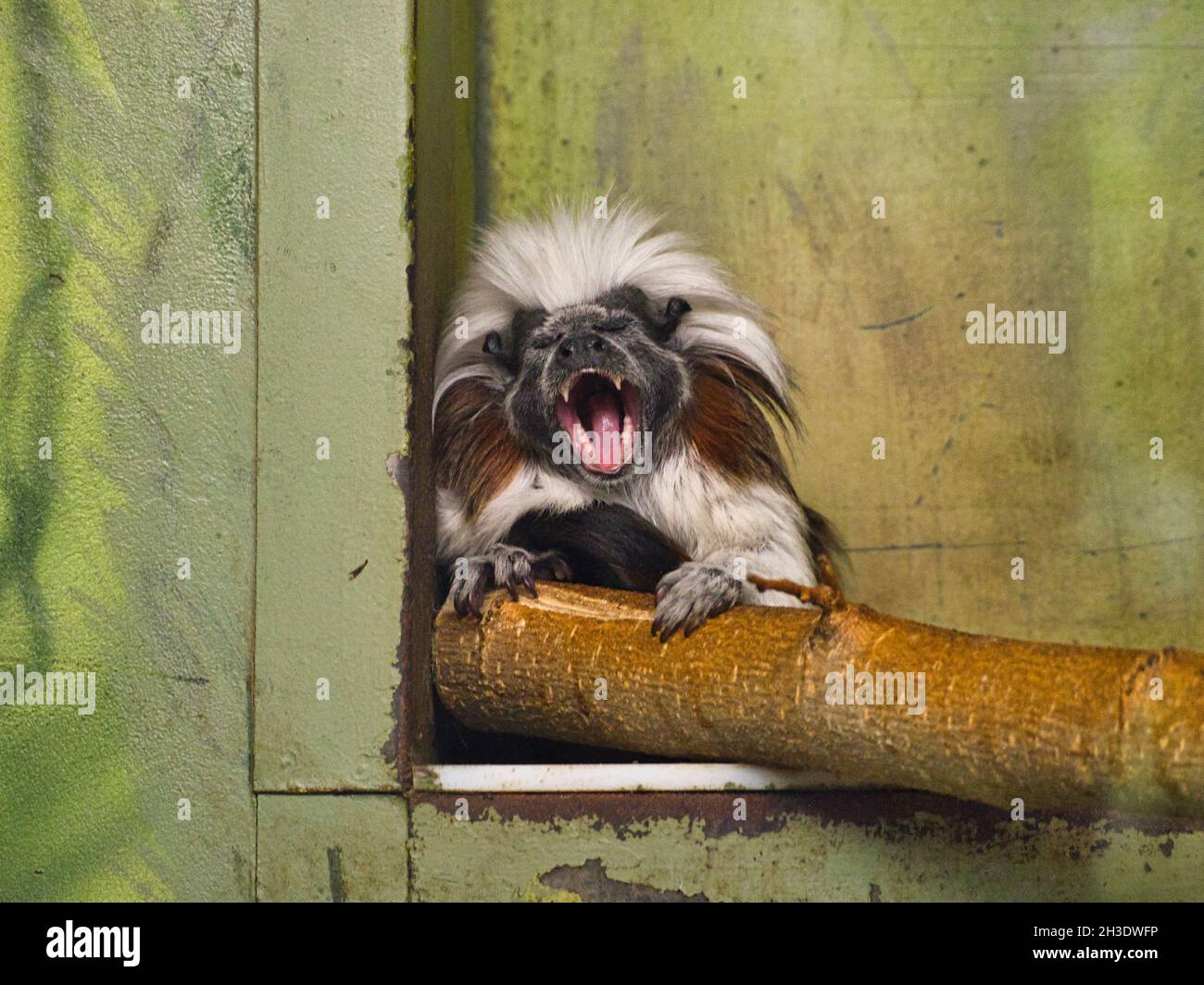Closeup shot of marmoset in Kansas City Zoo in Kansas City Missouri ...