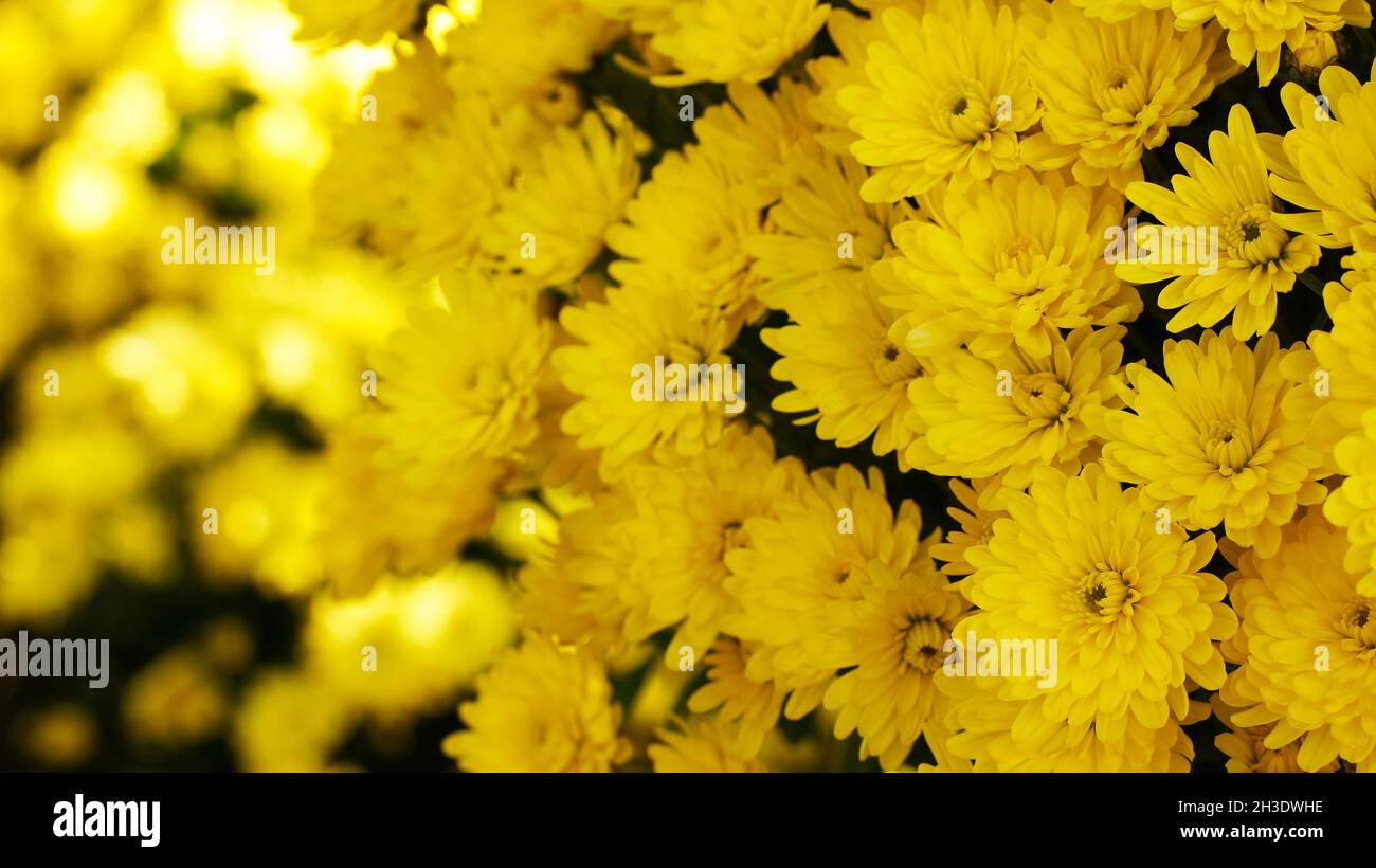 Chrysanthemum yellow hi-res stock photography and images - Alamy